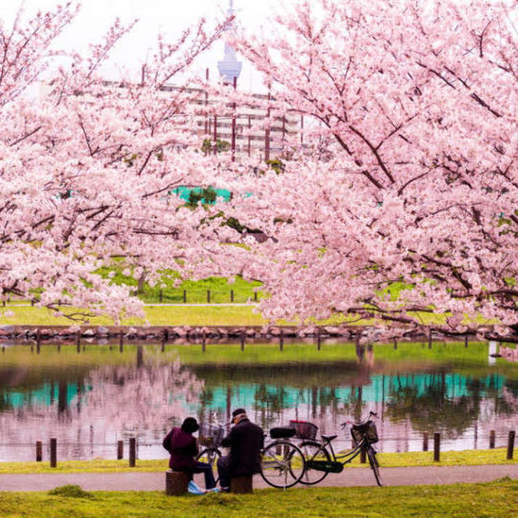 Japan’s Cherry Blossoms – Secret Hanami Spots to Enjoy Spring Magic ...